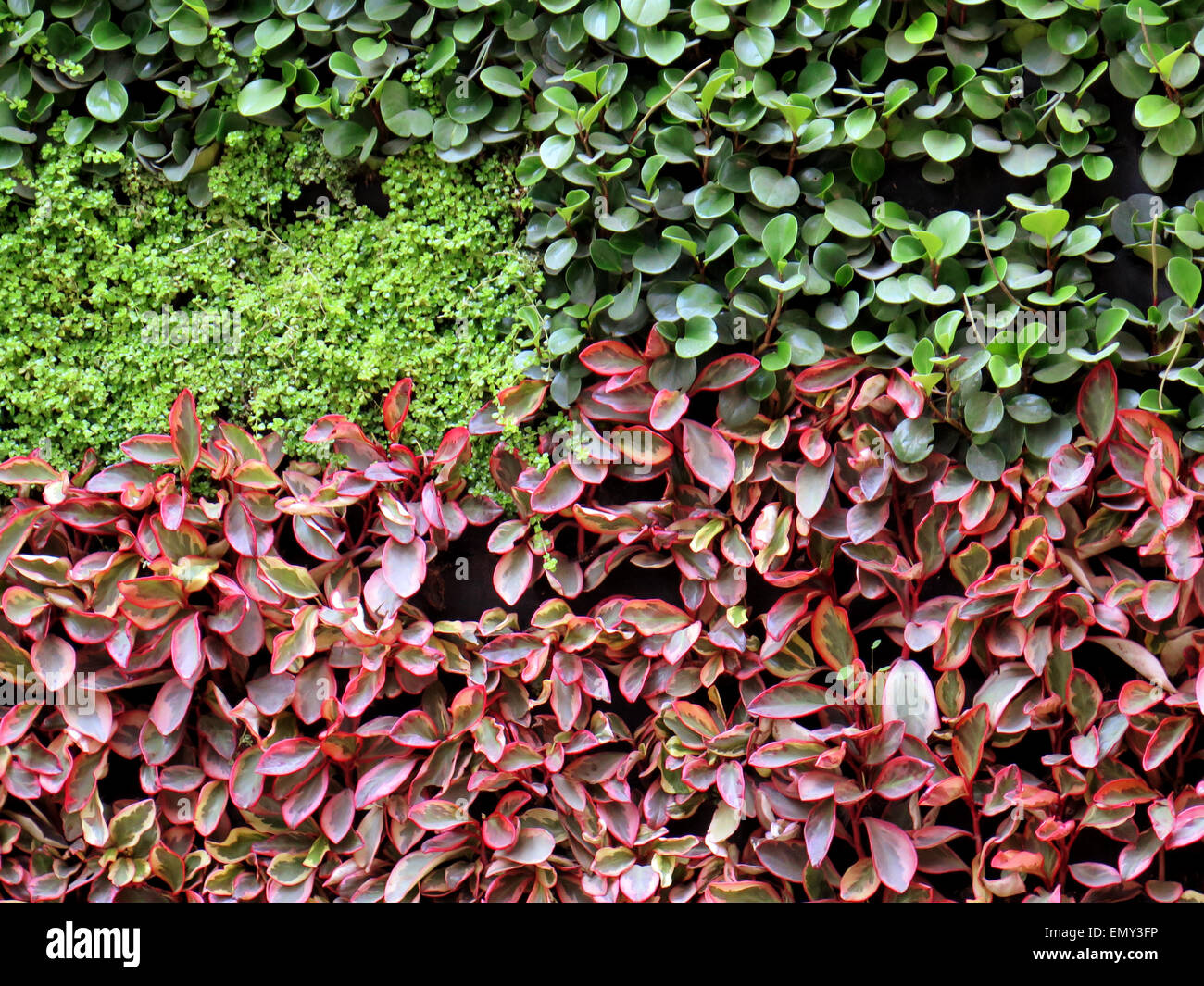 Colourful leaves wall background on sunny day Stock Photo - Alamy