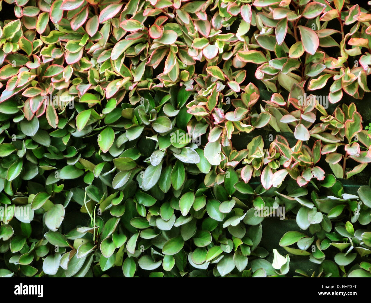 Colourful leaves wall background on sunny day Stock Photo - Alamy