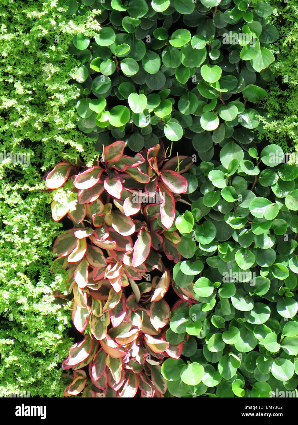 Colourful leaves wall background on sunny day Stock Photo - Alamy