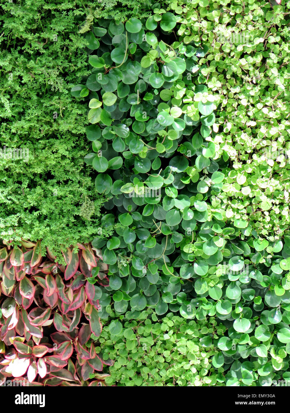 Colourful leaves wall background on sunny day Stock Photo - Alamy