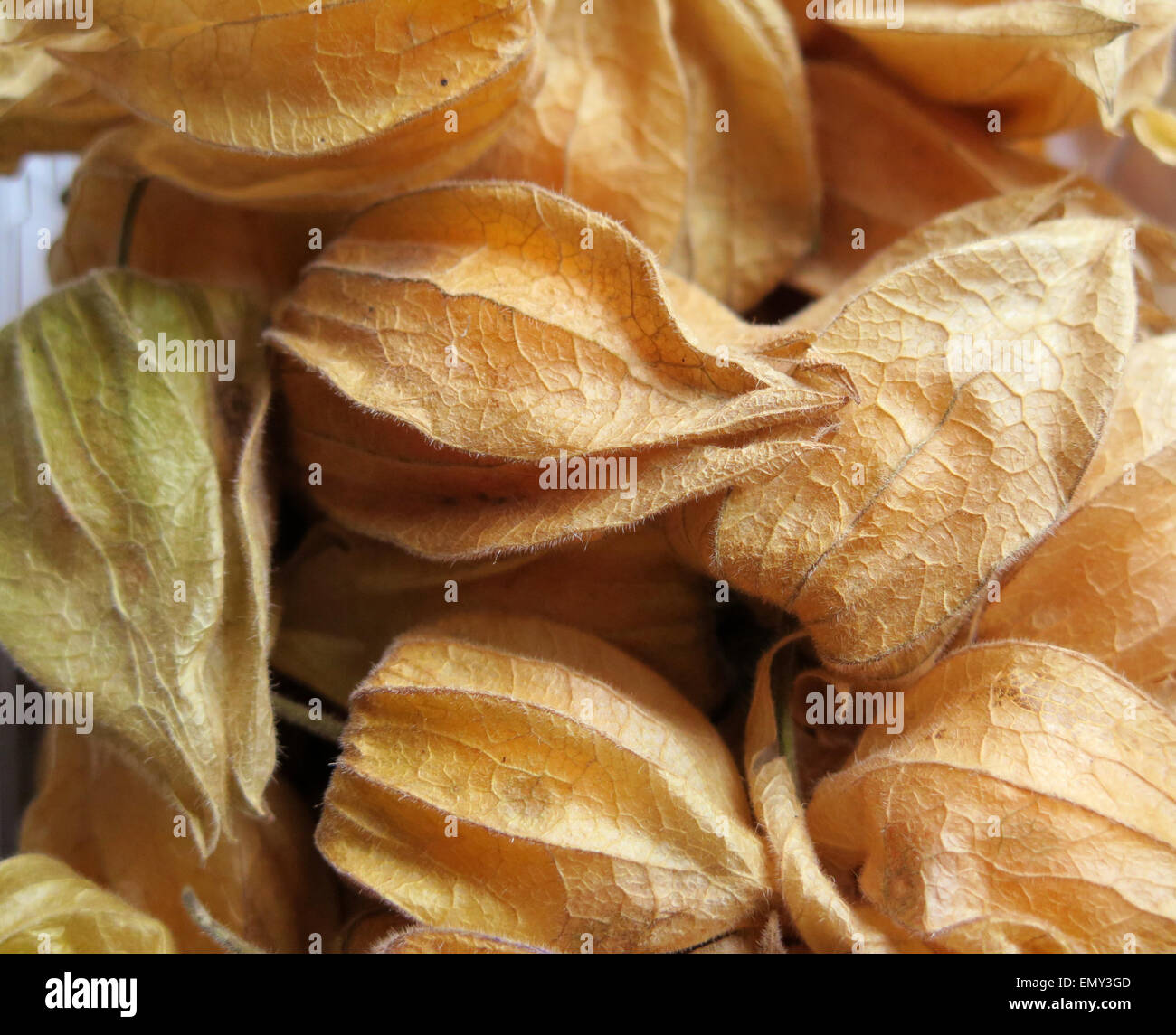 Peruvian juicy cape gooseberries hi-res stock photography and images ...