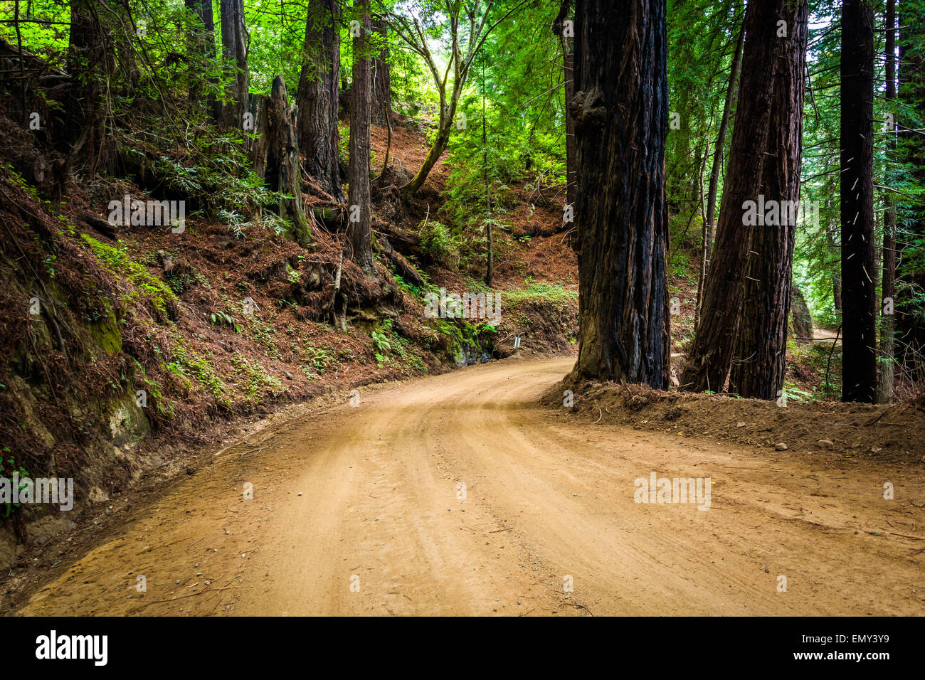 Trees in a forest, along Coast Road, in Big Sur, California Stock Photo ...