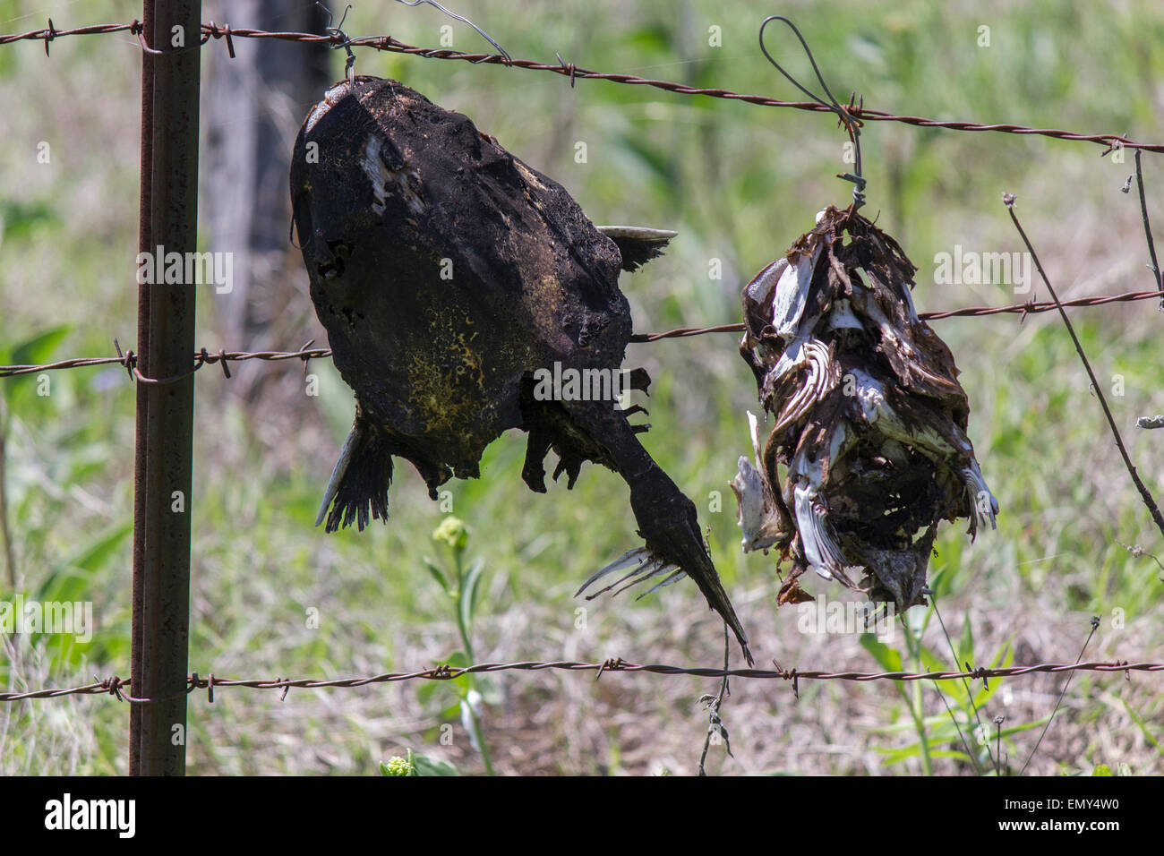 Catfish skull hi-res stock photography and images - Alamy