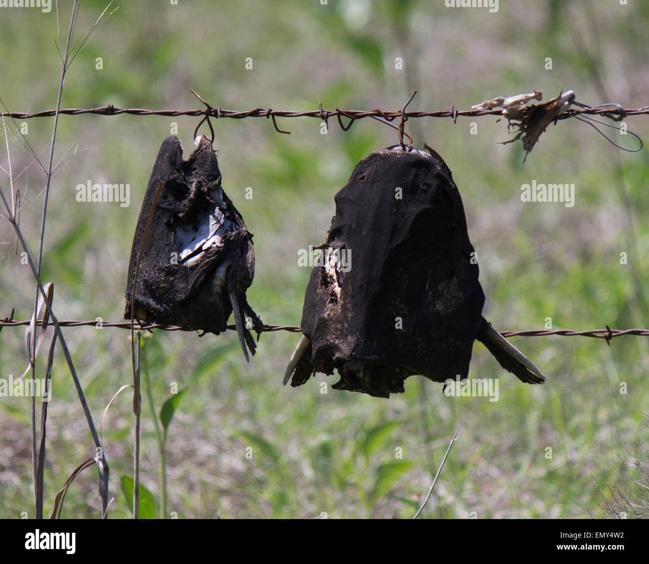 Decaying catfish heads hanging from barbed wire Stock Photo - Alamy