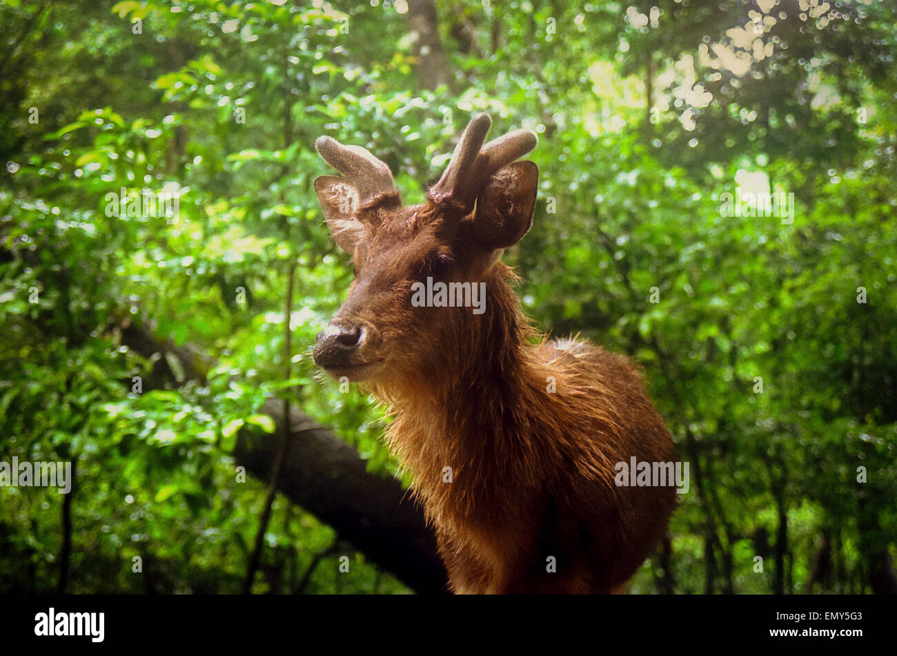 Deers of southeast asia hi-res stock photography and images - Alamy