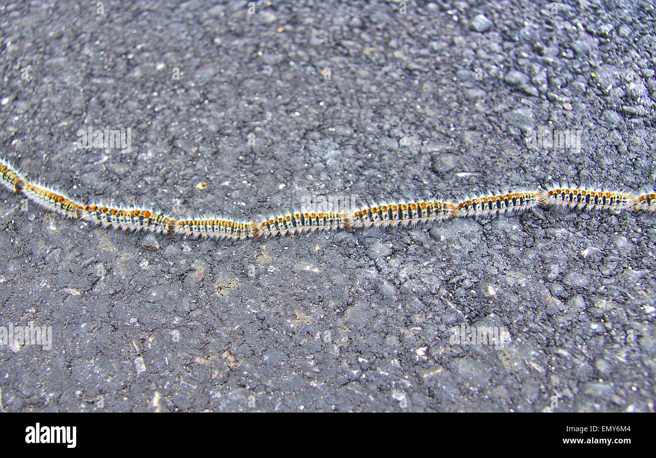 Oak procession caterpillars hi-res stock photography and images - Alamy