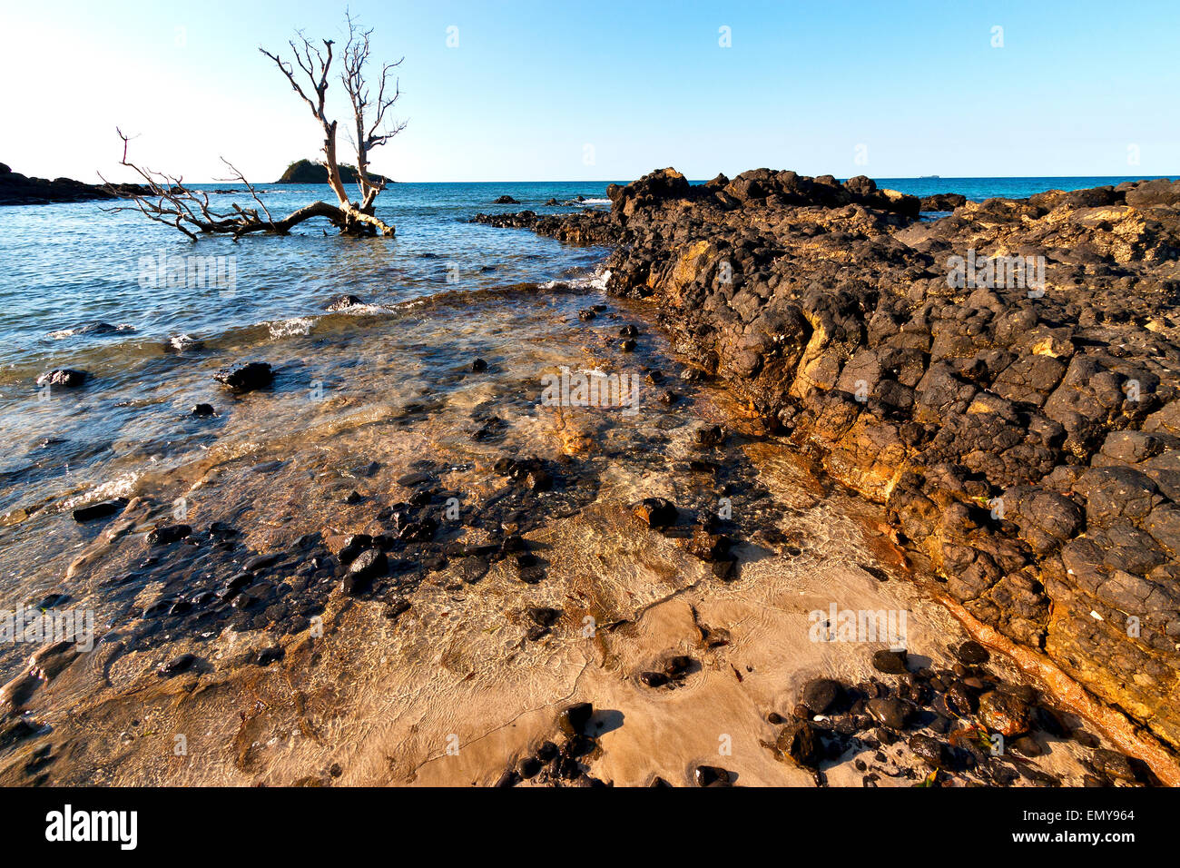 dead tree andilana beach seaweed in indian ocean madagascar sand isle ...