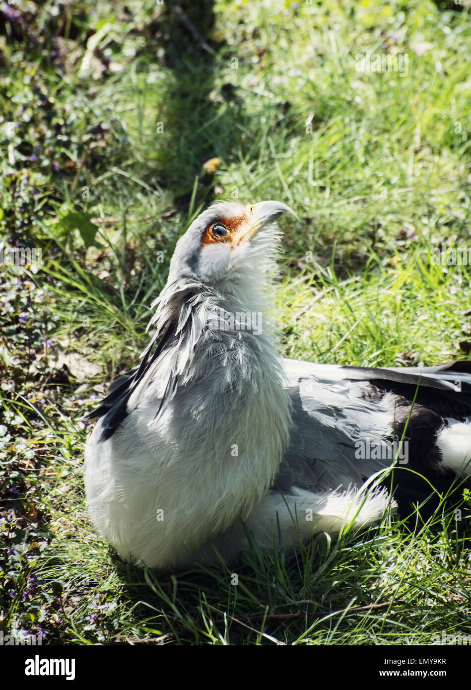 Secretary bird (Sagittarius serpentarius) watching around. Animal theme ...