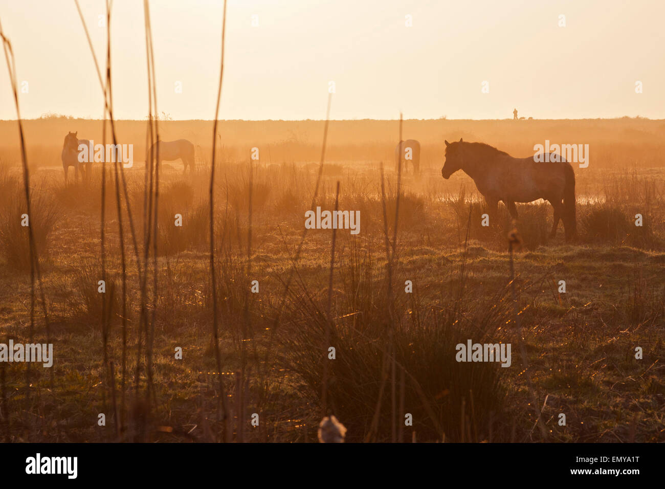 Horse marshland kent hi-res stock photography and images - Alamy