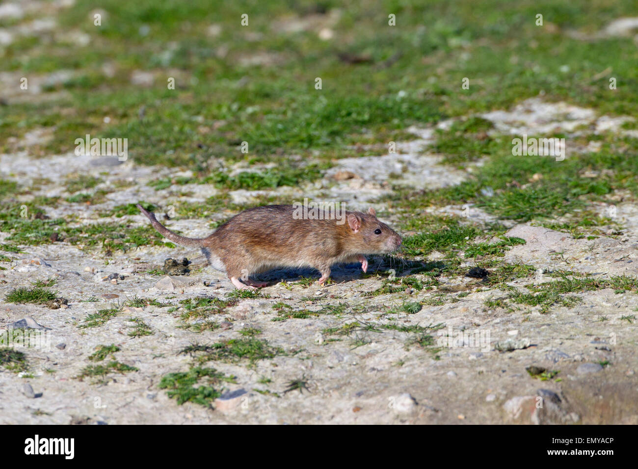 Rat run hi-res stock photography and images - Alamy