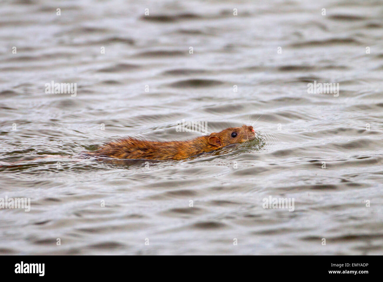 Brown rat Rattus norvegicus feeding on the edge of a duck pond eating ...