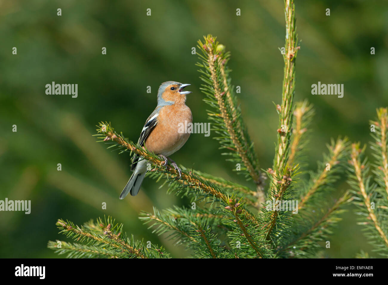 Chaffinch Fringilla coelebs singing Male Early April Stock Photo - Alamy