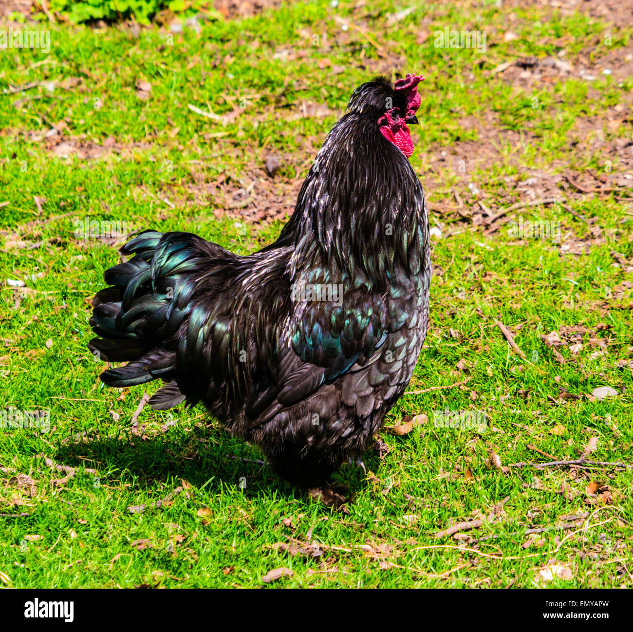 Silkie pekin cross hi-res stock photography and images - Alamy