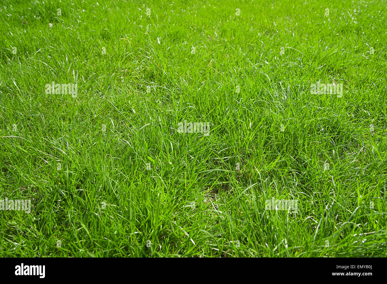 Green grass growing from a spring lawn. Background Stock Photo - Alamy