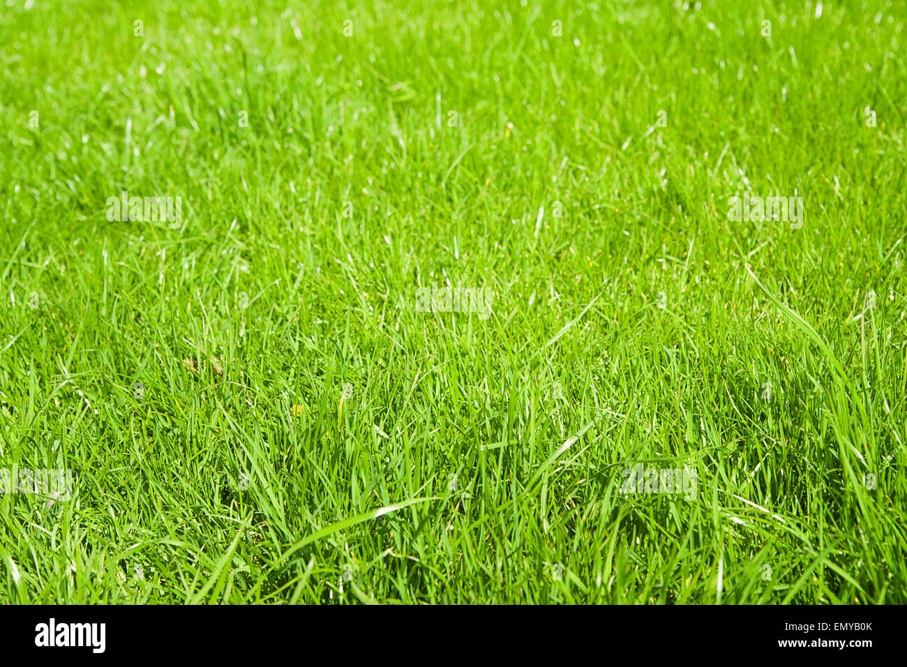 Green grass growing from a spring lawn. Background Stock Photo - Alamy