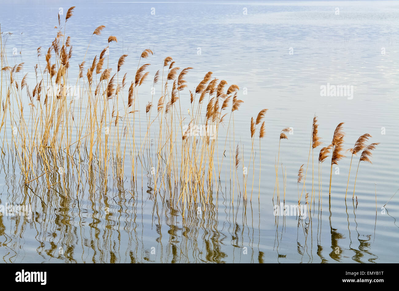 Autumnal scene of lake and reed in pastel colors Stock Photo - Alamy