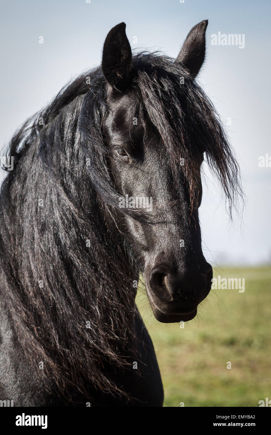 Up Close Friesian