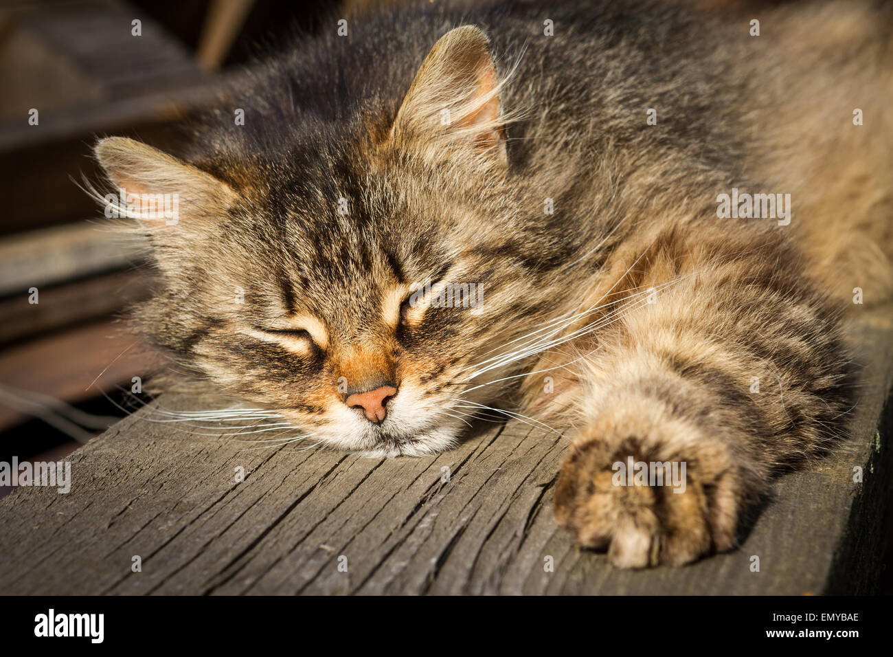 Cat sleeping sweet nap cat hi-res stock photography and images - Alamy