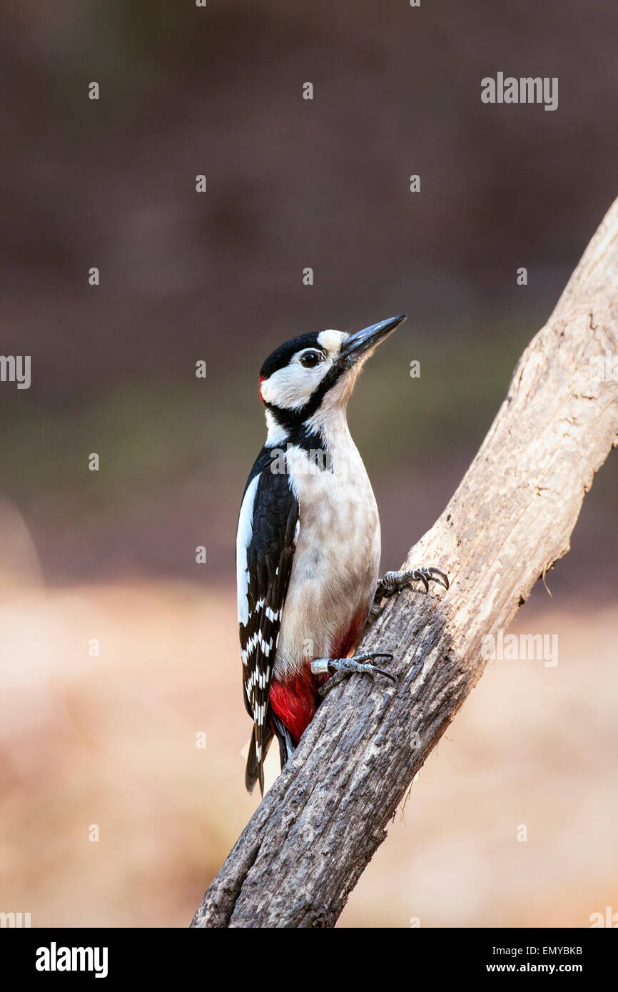 Great spotted woodpecker close up front portrait in woodland Stock ...