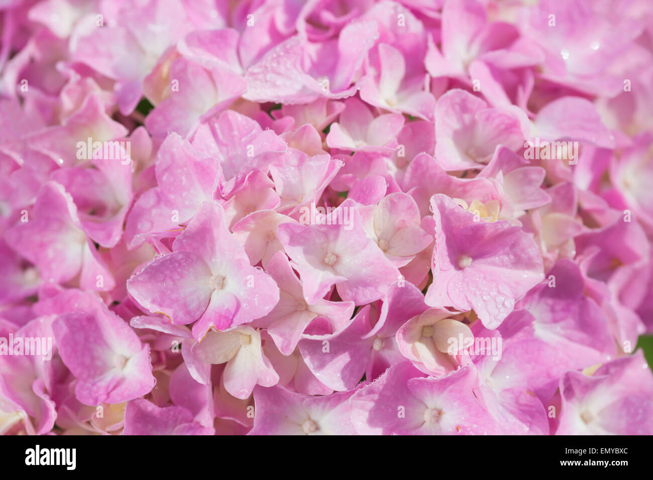 background of pretty pink hydrangea flowers Stock Photo - Alamy