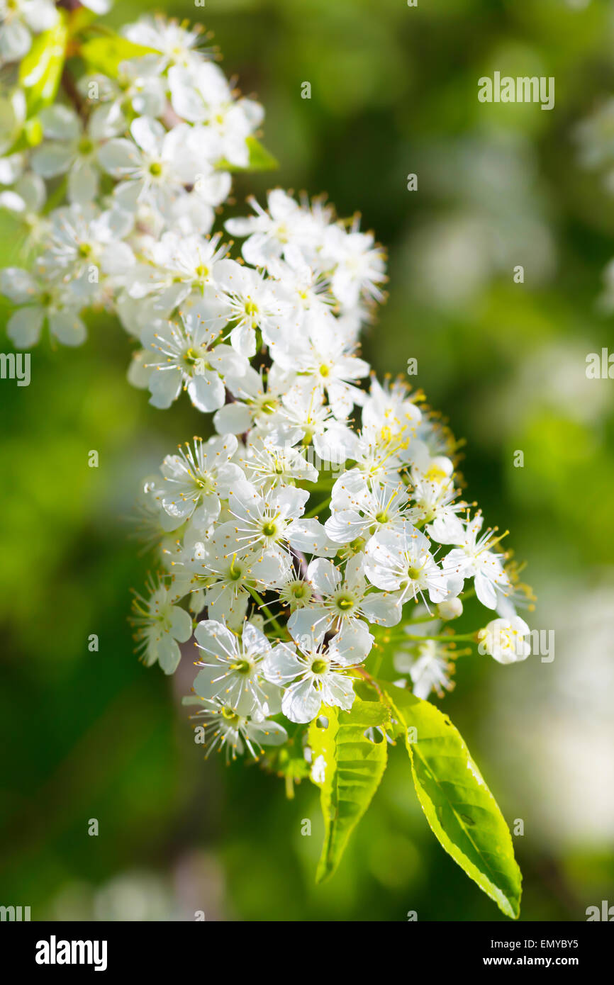 Prunus pensylvanica or the pin cherry is a small tree native to the ...