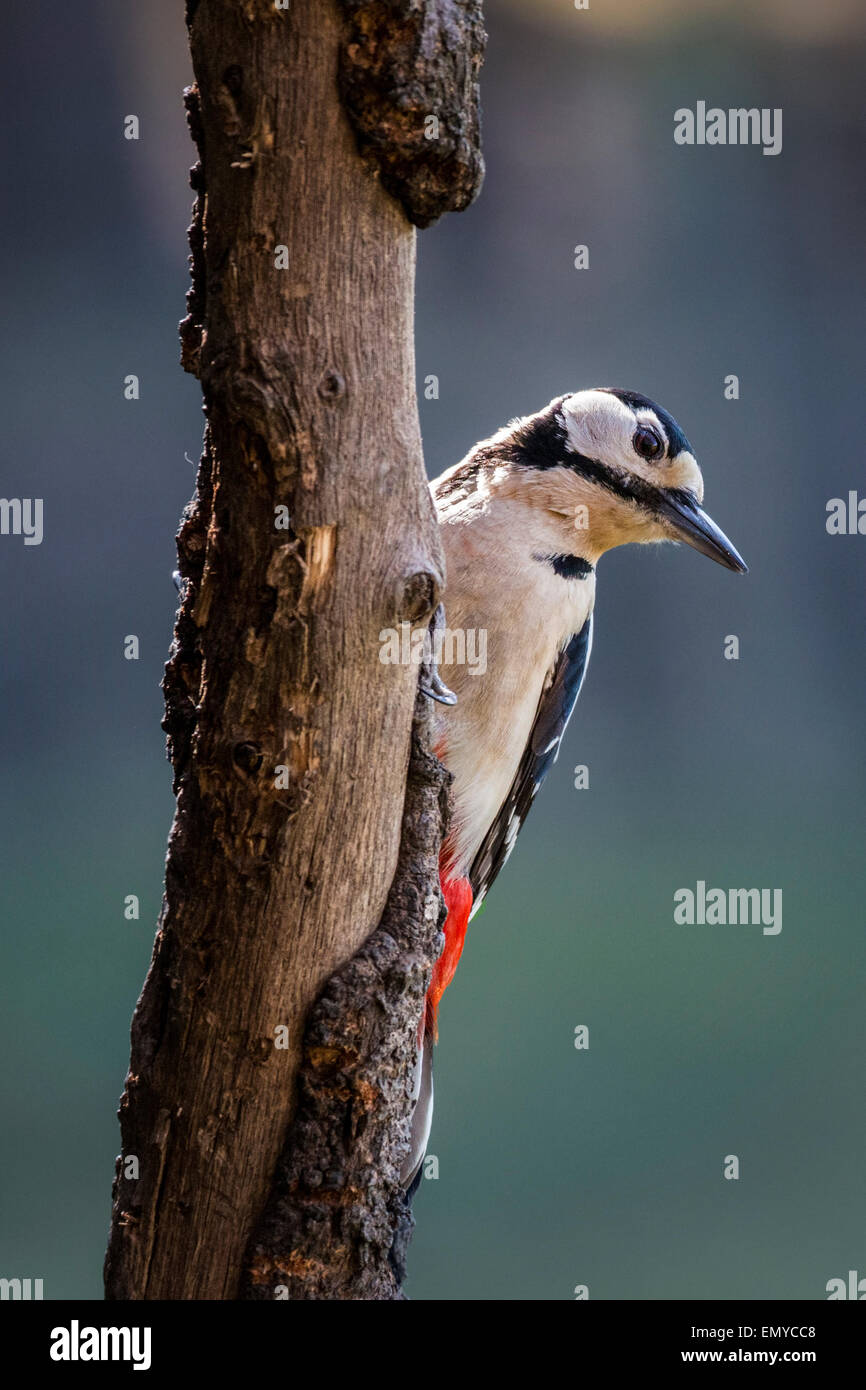 Woodpecker uk close up hi-res stock photography and images - Alamy