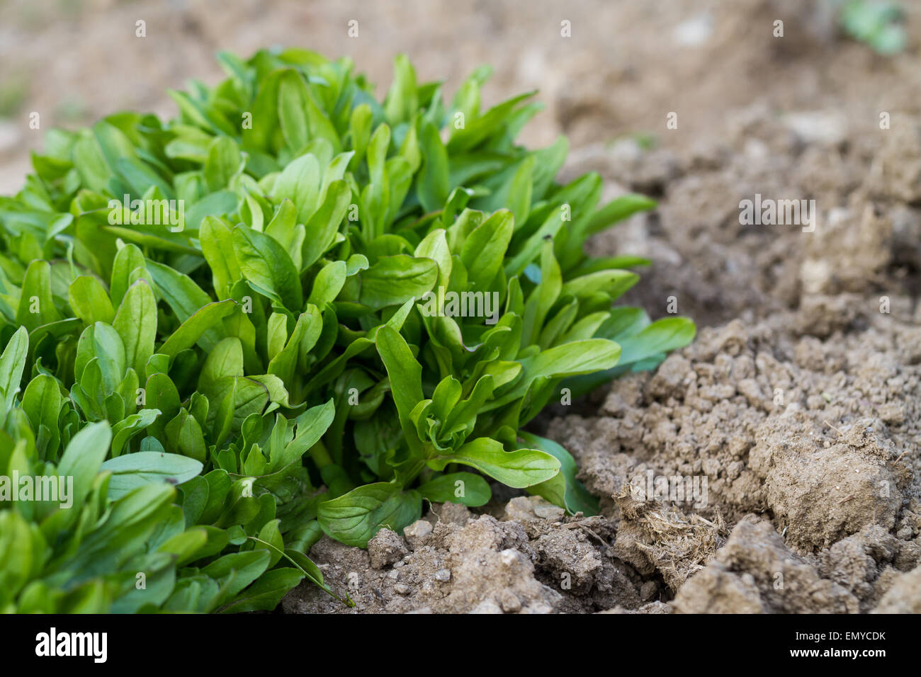 Spring lettuce hi-res stock photography and images - Alamy