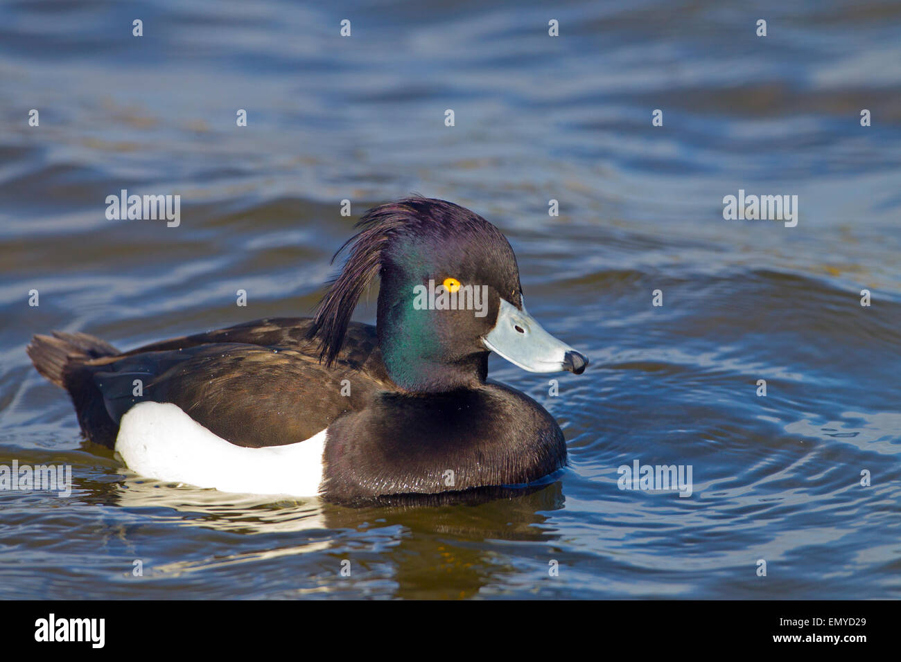 Tufted duck in spring hi-res stock photography and images - Alamy