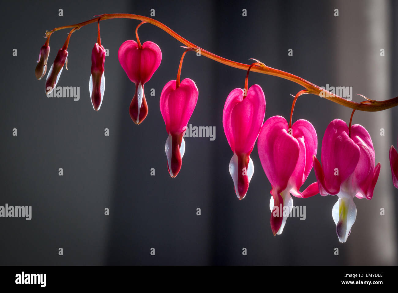 Chinese plant bleeding heart asian hi-res stock photography and images ...