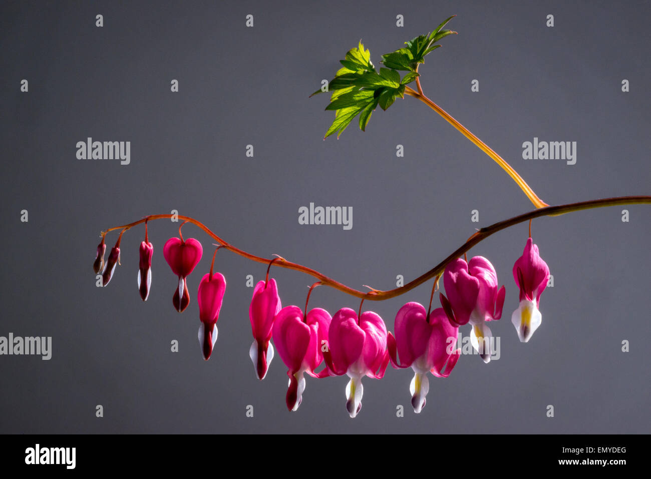 Chinese plant, the Bleeding heart, or Asian bleeding-heart ...
