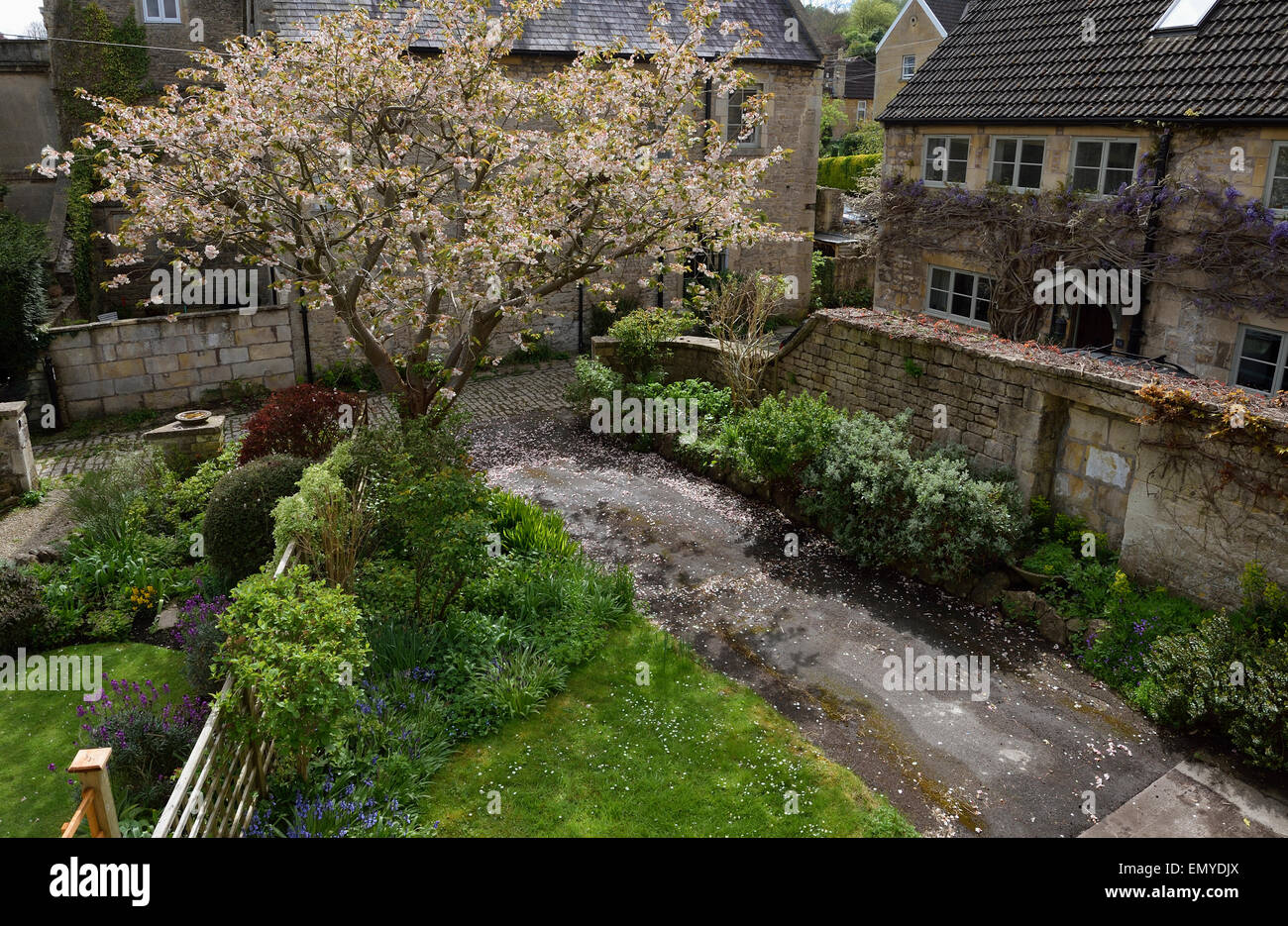 village garden flowering cherry tree driveway spring Batheaston ...