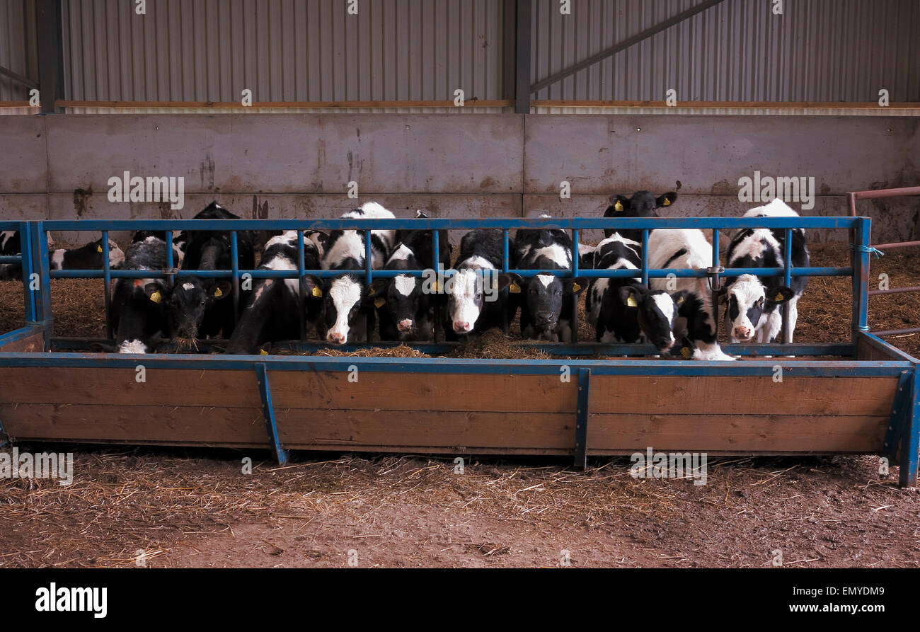 Holstein Friesian calves feeding Somerset England UK Stock Photo - Alamy