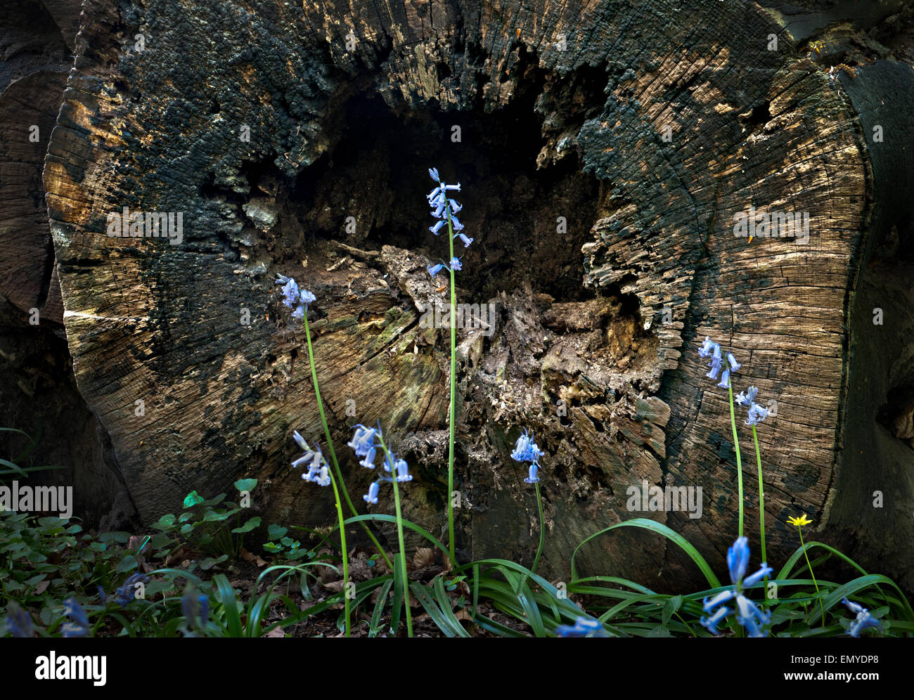 Bluebells and a cut log Stock Photo - Alamy