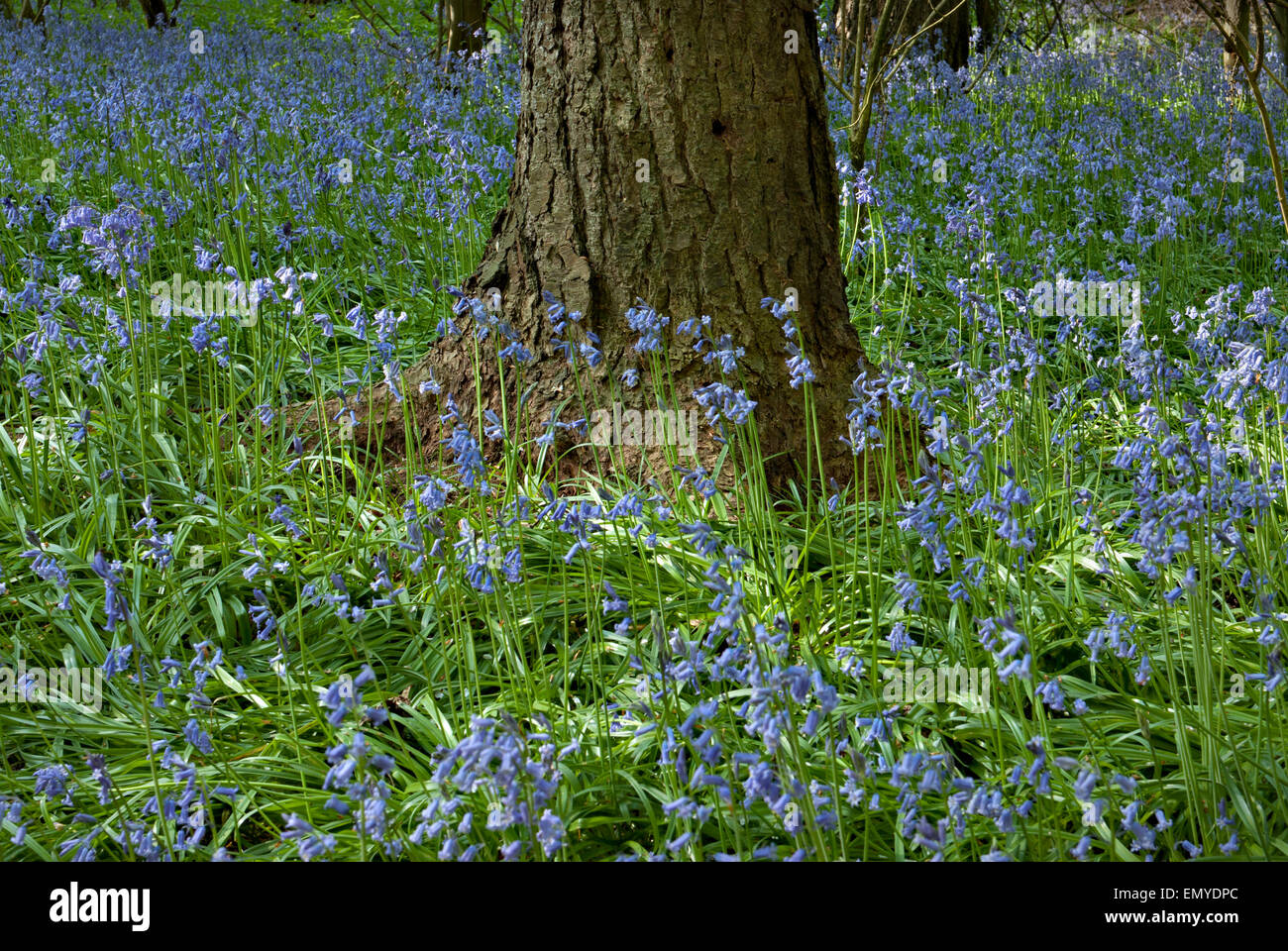 Bluebells in the woods hi-res stock photography and images - Alamy