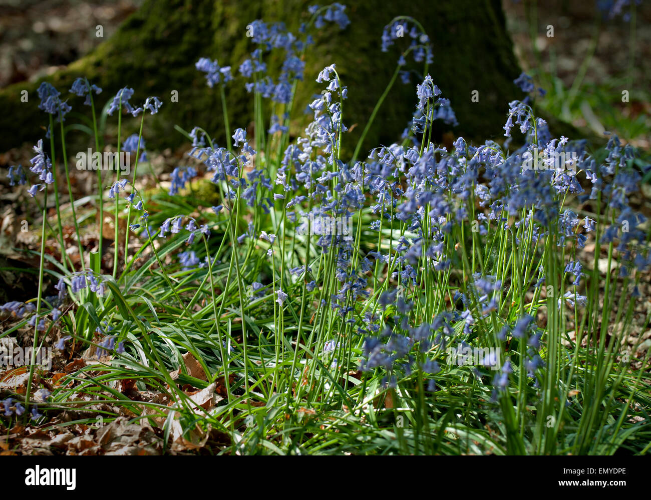 Spring bluebells in woodland Stock Photo - Alamy