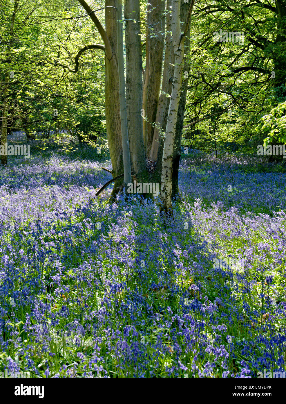 Spring bluebells in woodland Stock Photo - Alamy