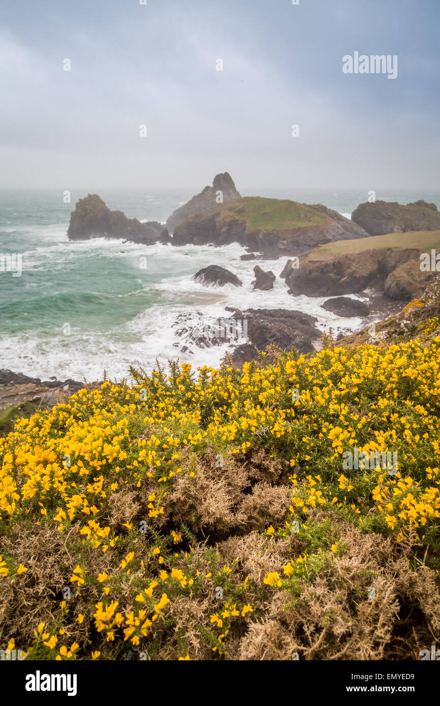 kynance cove cornwall england uk rough seas Stock Photo - Alamy