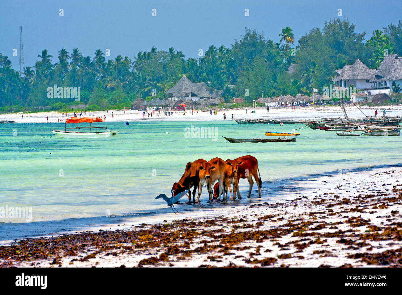 zanzibar beach seaweed in indian ocean tanzania sand isle sky and boat ...