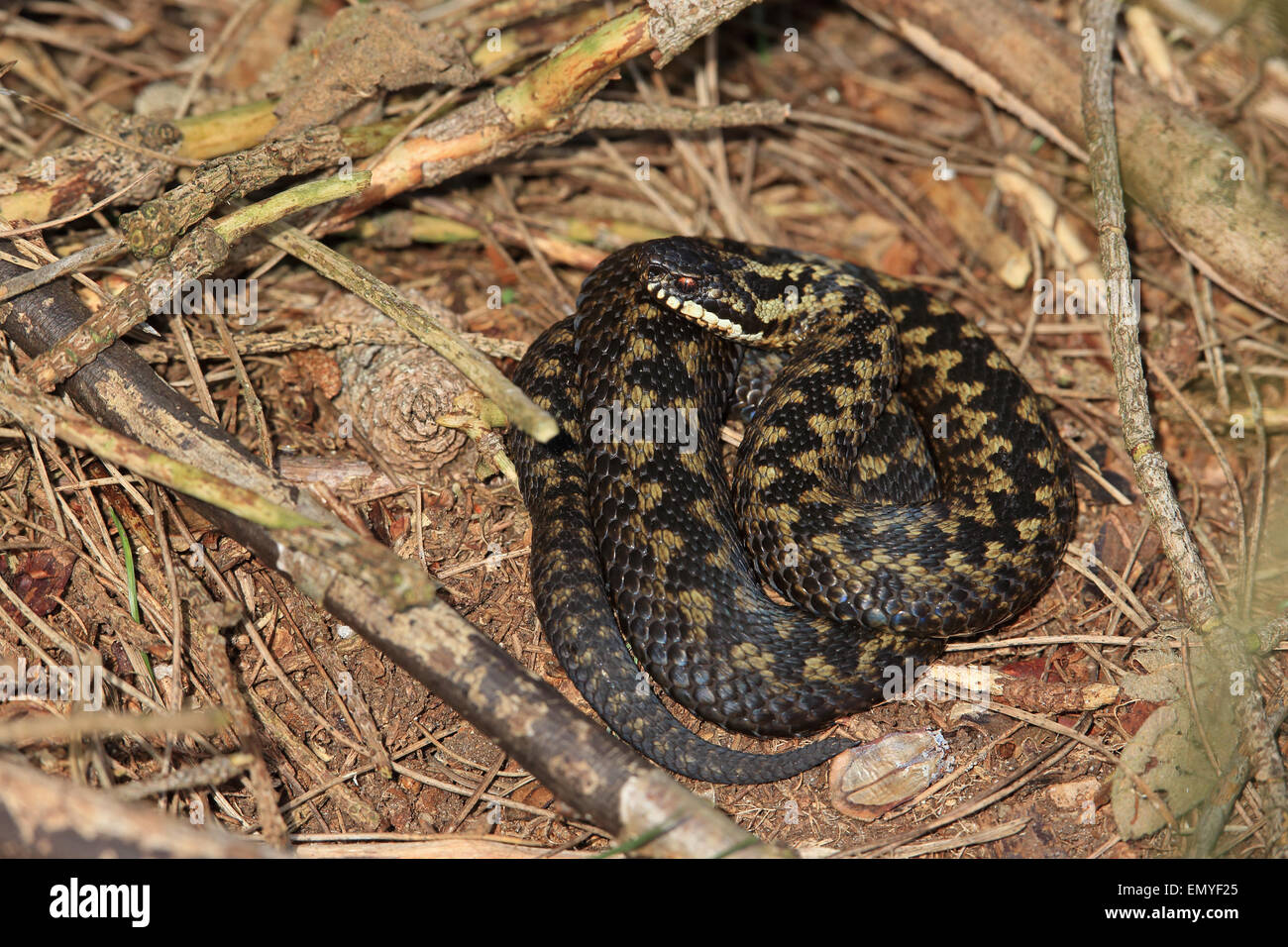 Adder (Vipera berus Stock Photo - Alamy