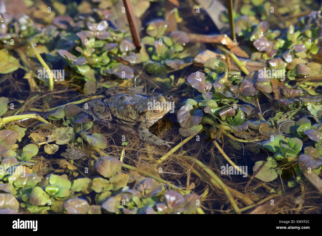 Common toad united kingdom hi-res stock photography and images - Alamy