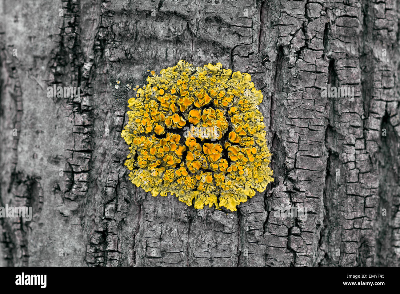 Yellow Xanthoria Parietina Lichen on Gray Tree Trunk Stock Photo - Alamy