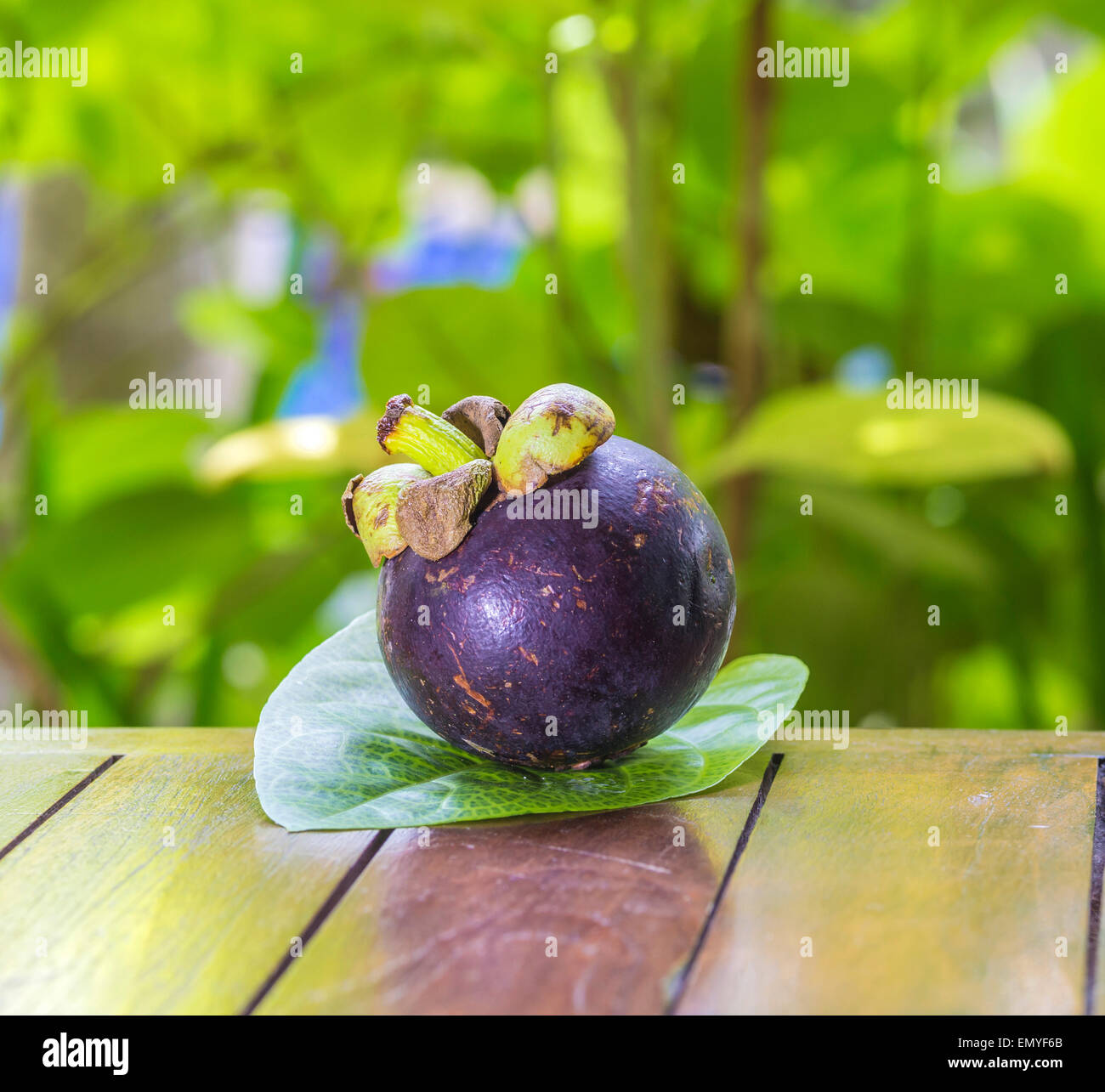 Mangostine hi-res stock photography and images - Alamy