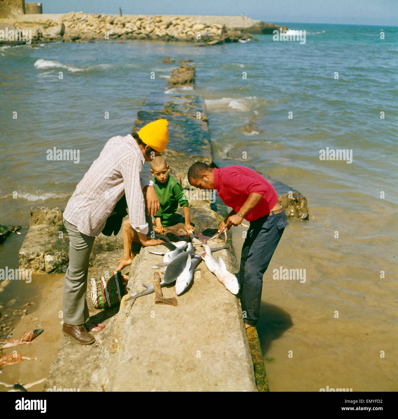 Morocco shark sharks fishing hi-res stock photography and images - Alamy