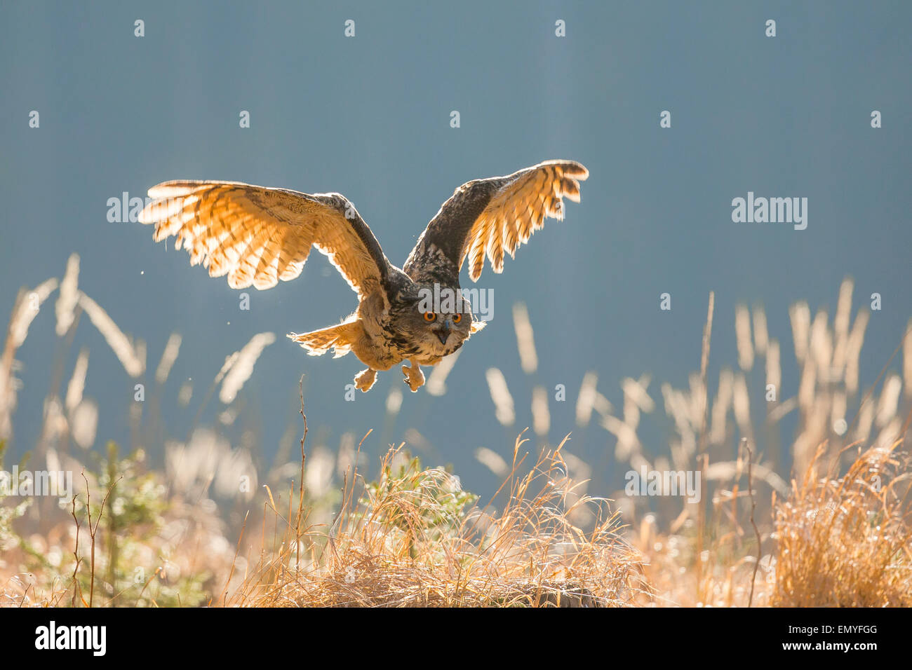 Eurasian Eagle-owl (Bubo bubo) flying over long grass, backlit Stock ...