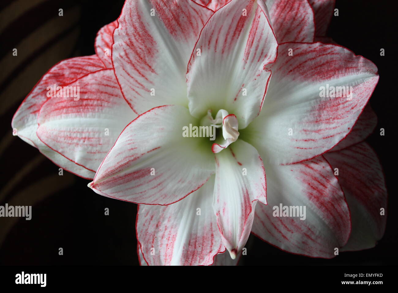 Amaryllis or Amaryllidaceae Stock Photo - Alamy