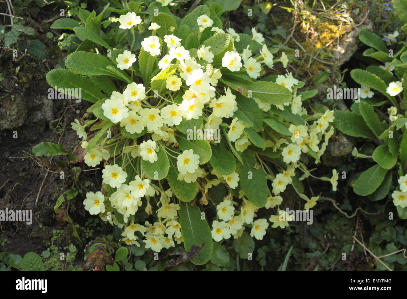 Primrose primulaceae family hi-res stock photography and images - Alamy