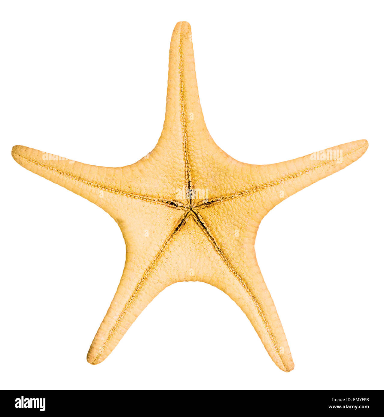 Beautiful starfish isolated on white background Stock Photo - Alamy