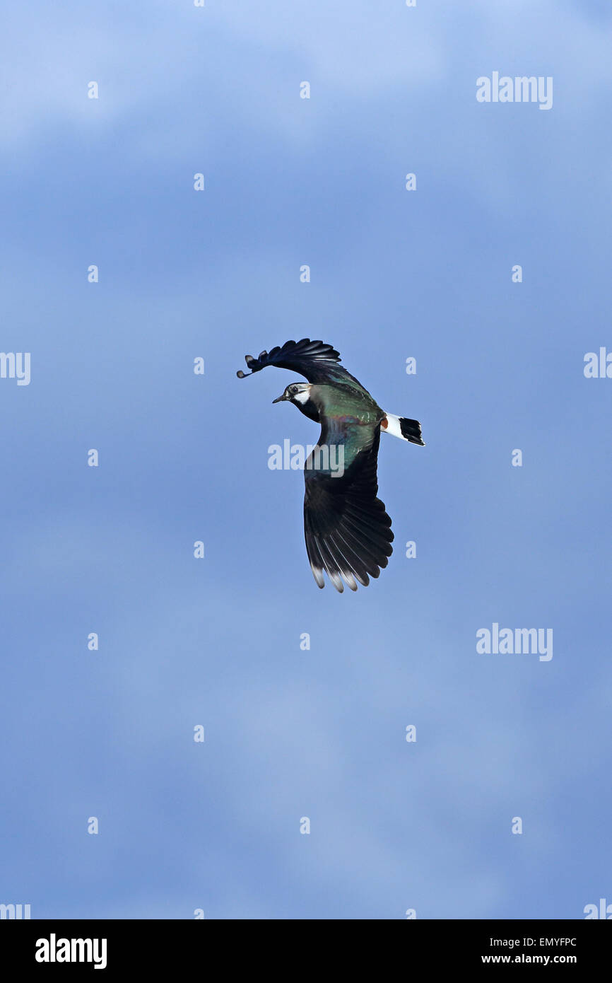 Lapwing displays hi-res stock photography and images - Alamy