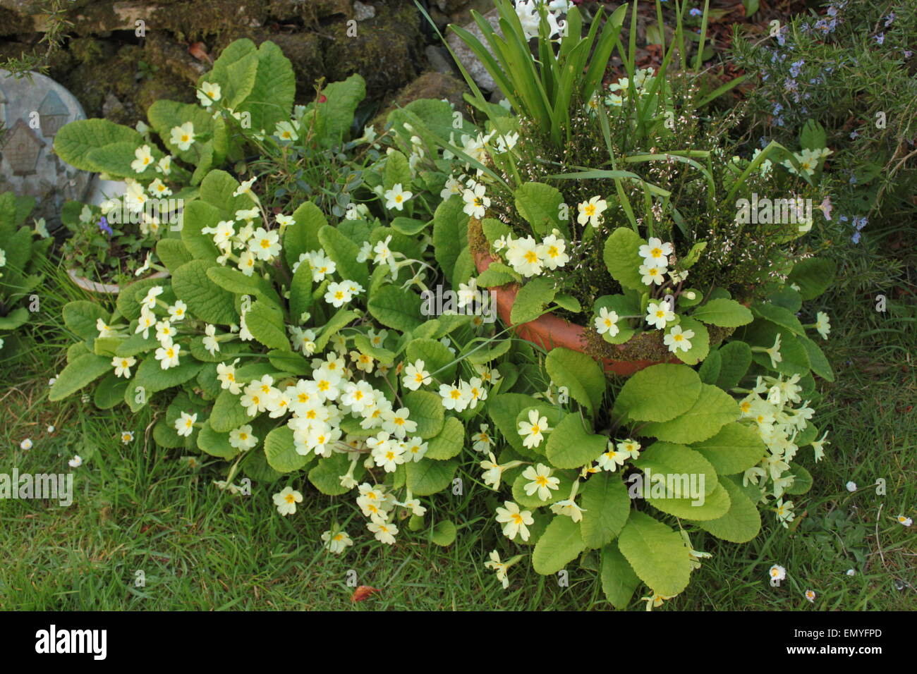 primrose or Primulaceae Stock Photo - Alamy