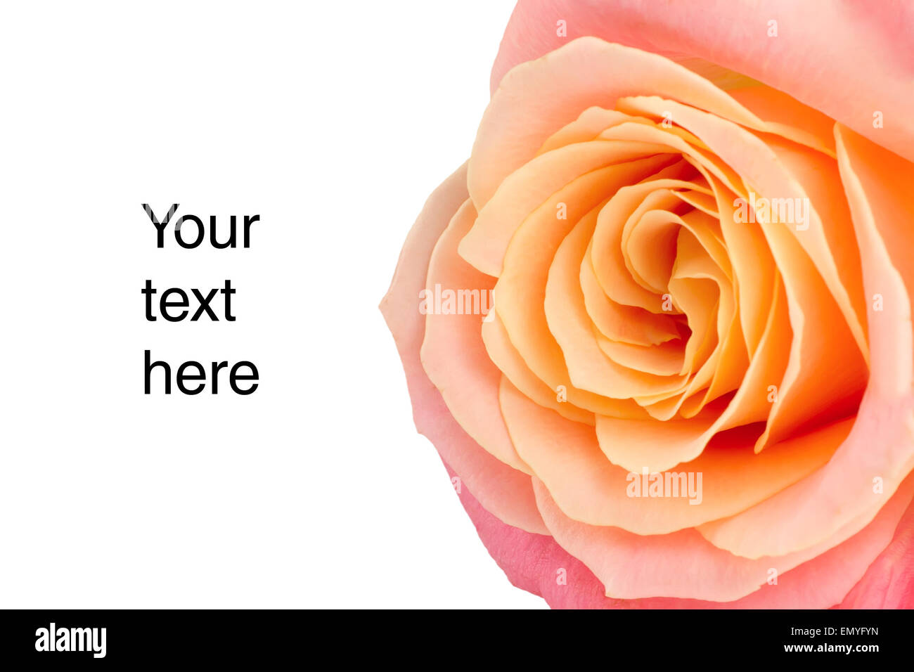 Beautiful rose isolated on white background with copy space Stock Photo ...